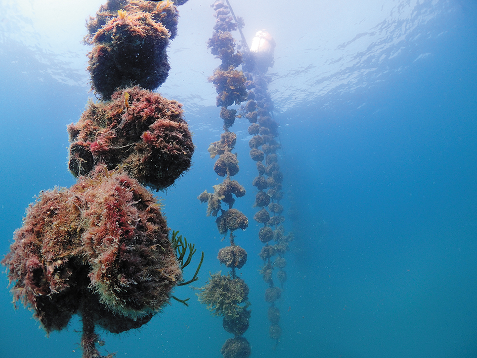 Oyster Wine Contest 2021 Special Sponsor “Iwagaki Haruka”. Aiming to be ...